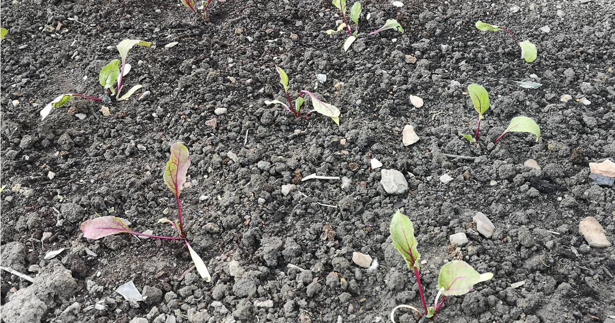 How to grow beetroot