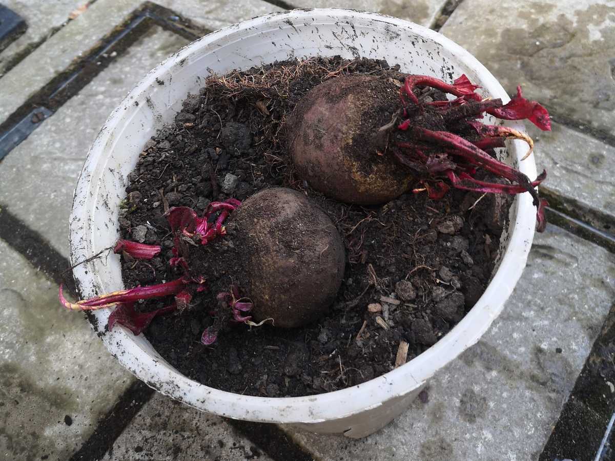 How to store beetroot for months