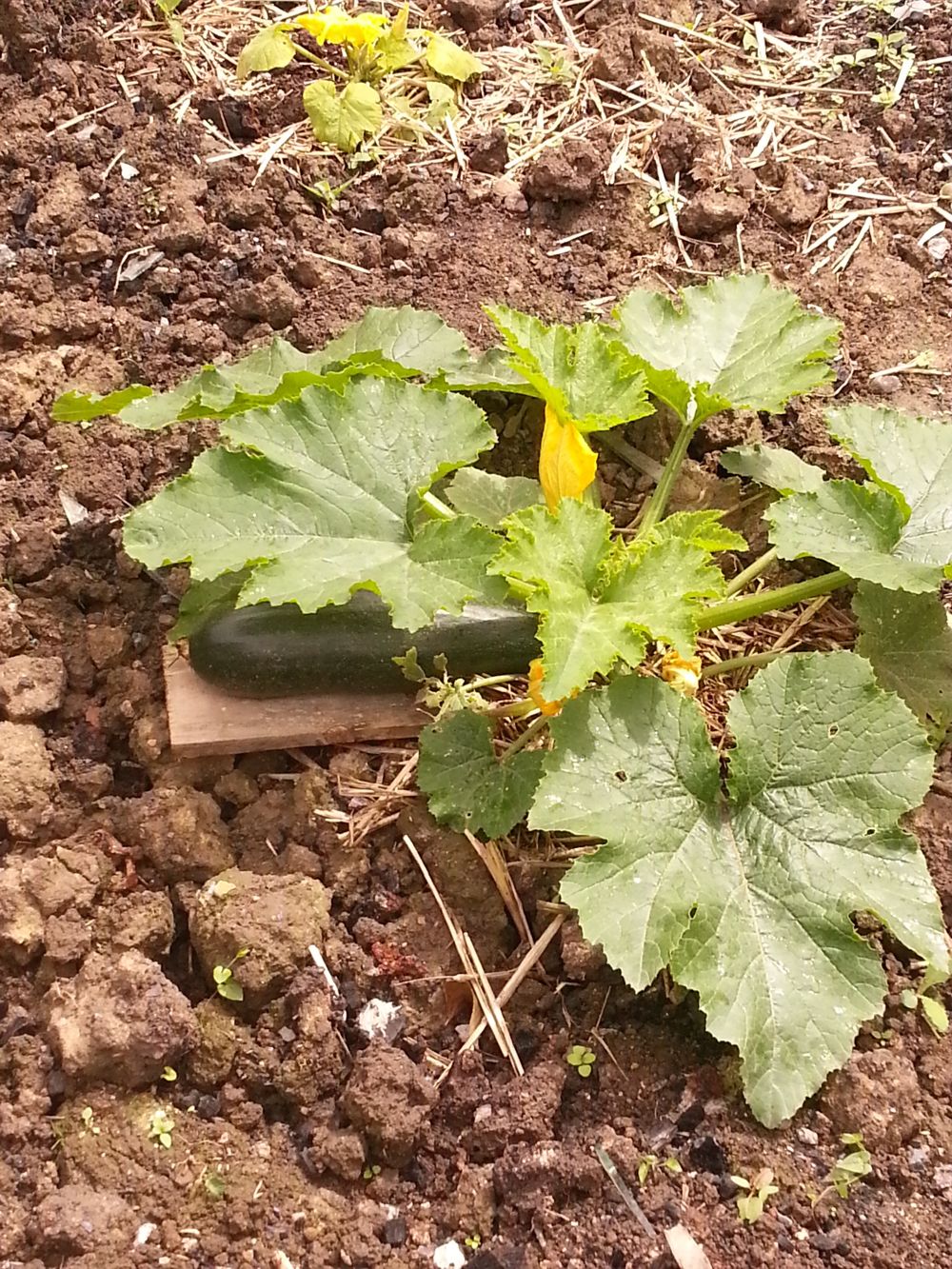 How to grow courgettes and marrows
